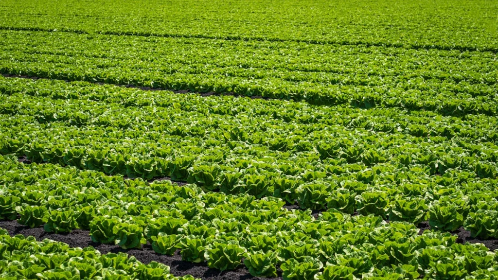 Mineral Potassium Humate Fertilizer: The Smart Choice for Thriving ...