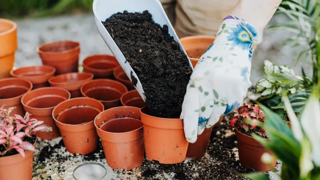 Understanding Potassium Humate Fertilizer for Better Plant Growth ...